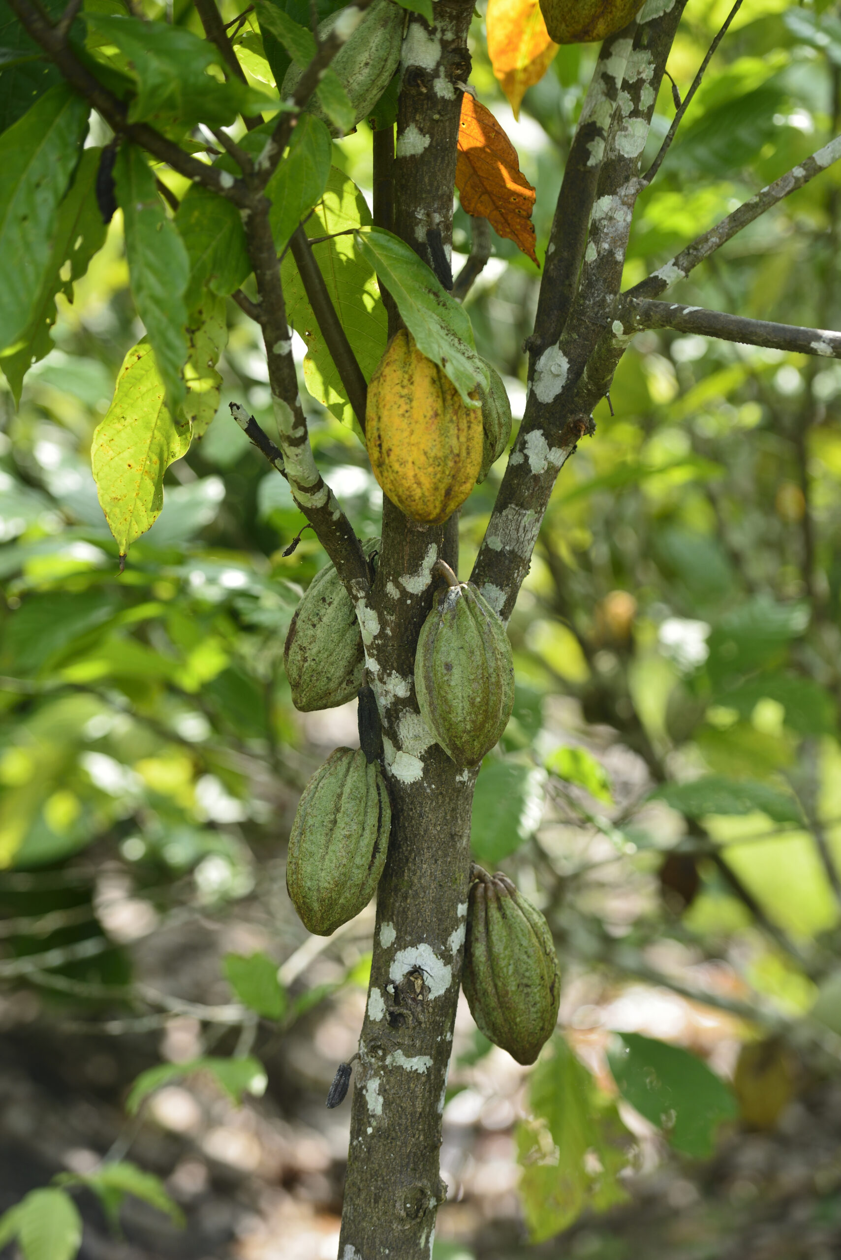 TRAIL à LA PERLE DES LACS – IVOIRE TRAIL